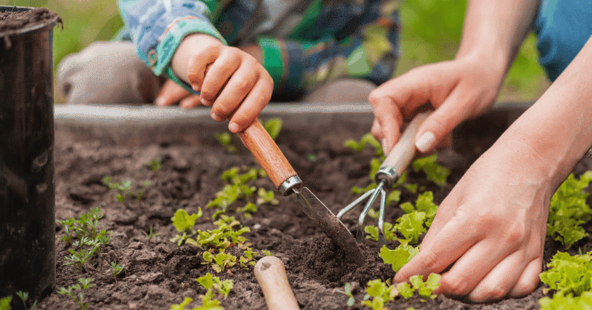 How to Start Your Own Veggie Patch: Tips and Tricks | Mosaic Balcatta