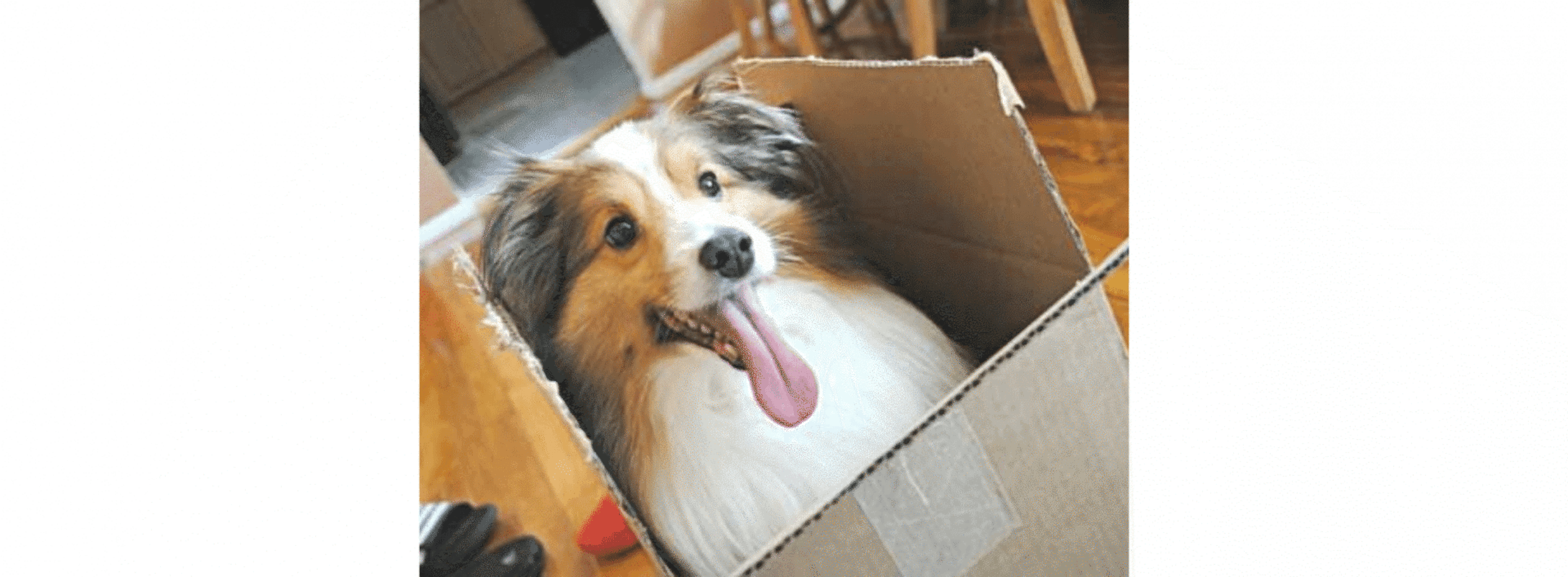 Moving to Mosaic: our top tips for seamless move | Mosaic Balcatta