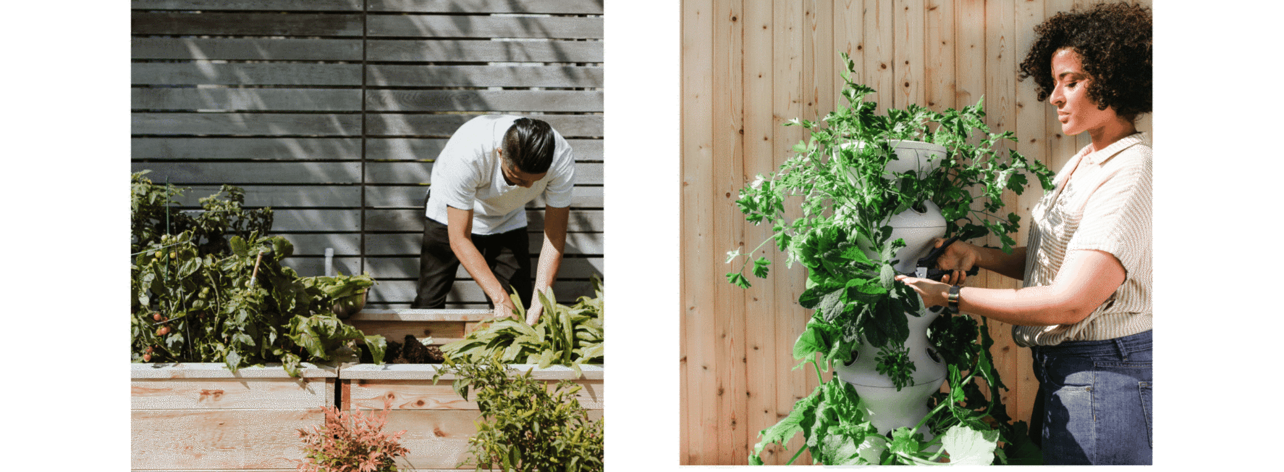 How to Start Your Own Veggie Patch: Tips and Tricks | Mosaic Balcatta